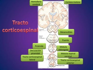 Tractos descendentes de la médula espinal | PDF