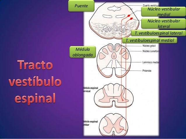 Tractos descendentes de la médula espinal