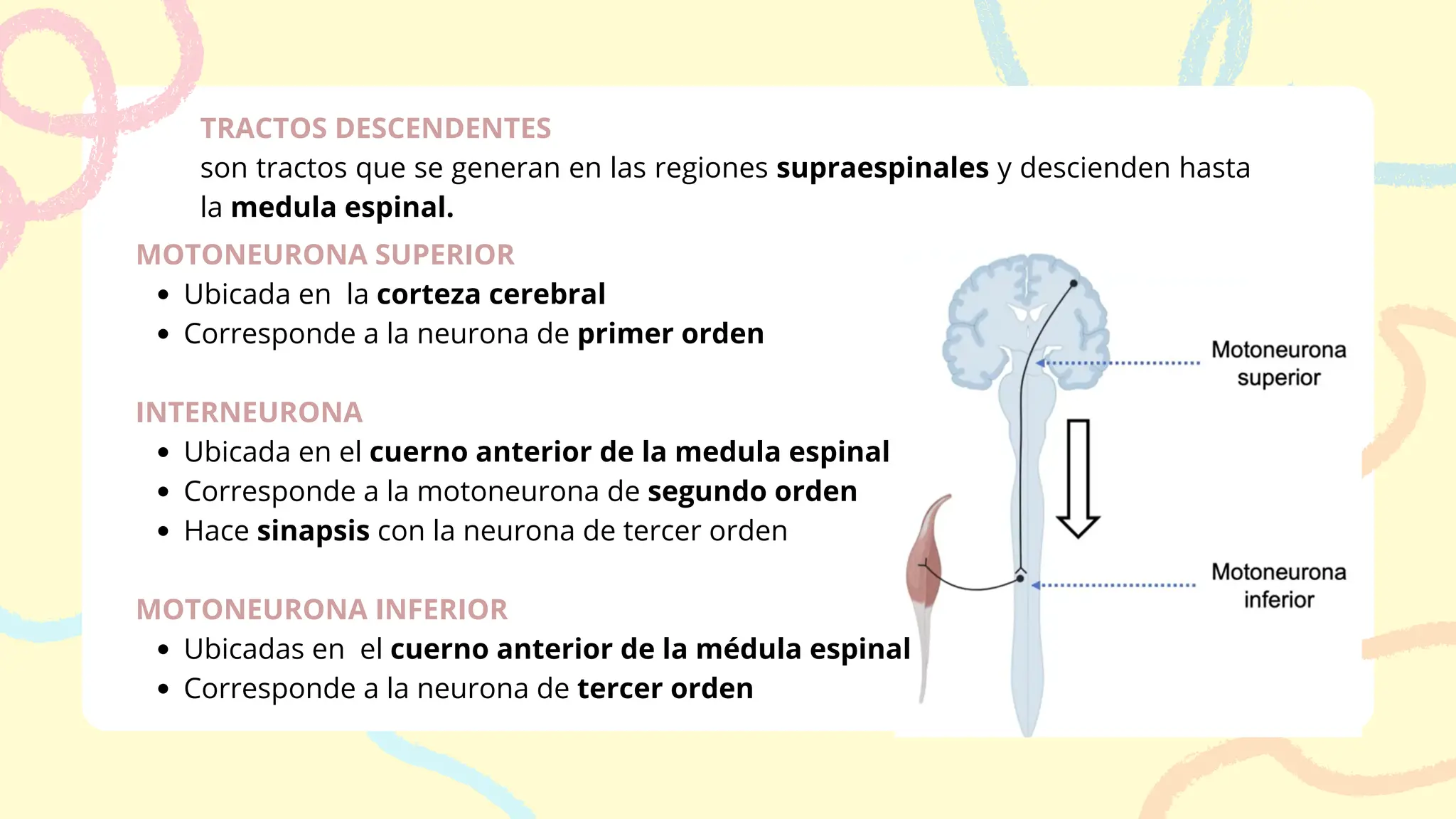 TRACTOS DESCENDENTES (RUBROESPINAL Y VESTIBULOESPINAL). (1).pdf ...