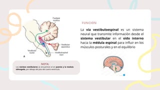 TRACTOS DESCENDENTES (RUBROESPINAL Y VESTIBULOESPINAL). (1).pdf