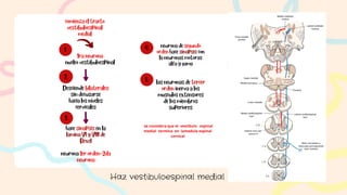 TRACTOS DESCENDENTES (RUBROESPINAL Y VESTIBULOESPINAL). (1).pdf