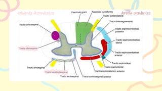 TRACTOS DESCENDENTES (RUBROESPINAL Y VESTIBULOESPINAL). (1).pdf