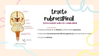 TRACTOS DESCENDENTES (RUBROESPINAL Y VESTIBULOESPINAL). (1).pdf