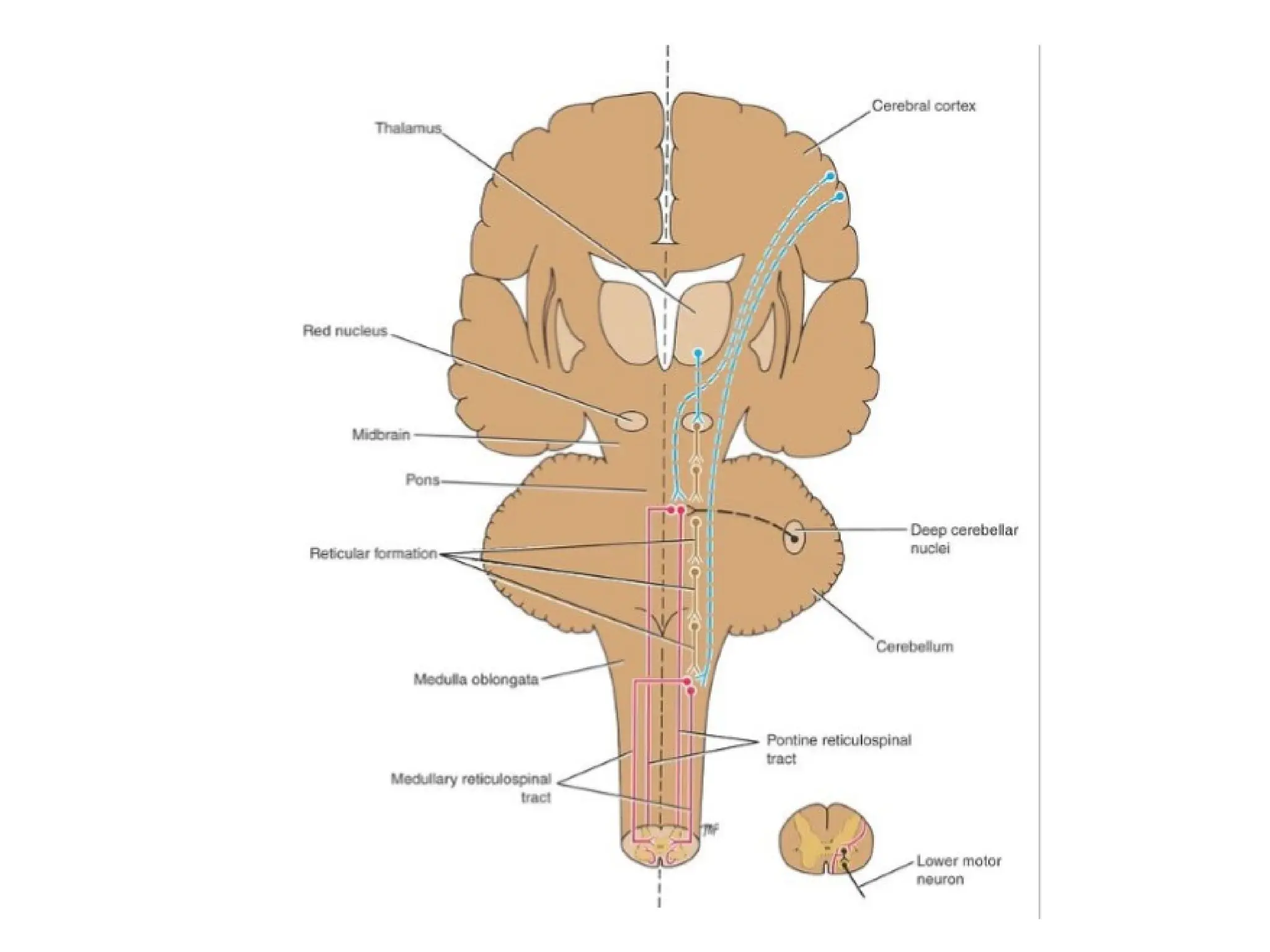 tracts of spinal cord in neurology.pptx