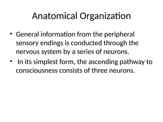 tracts of spinal cord in neurology.pptx