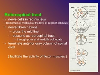 Tracts (ascending and descending) | PPT