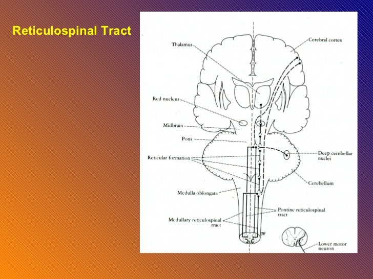 Reticulospinal Tract