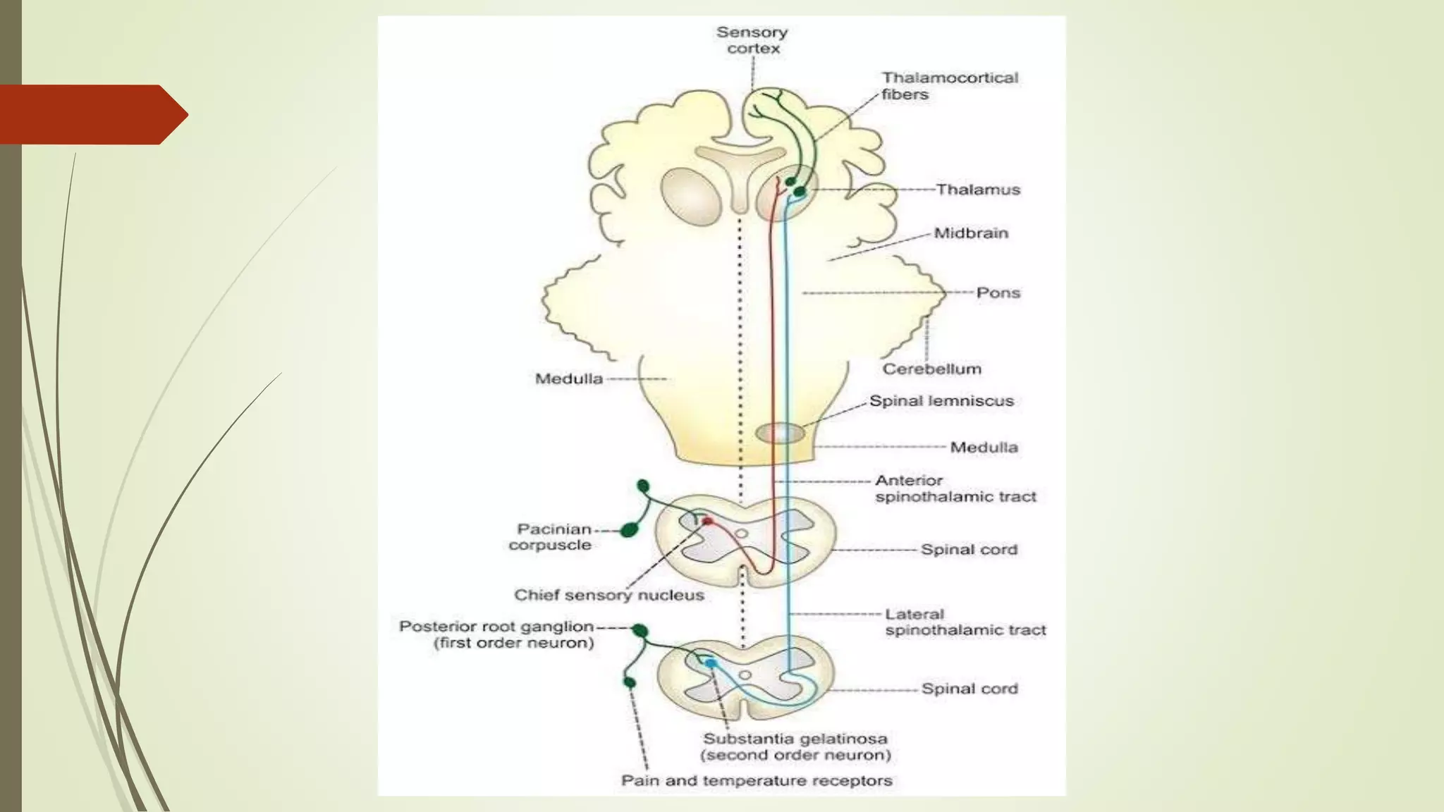 Tracts of spinal cord | PPTX