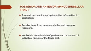 Tracts of spinal cord | PPTX