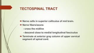 Tracts of spinal cord | PPTX | Death, Injury, or Military Conflict ...
