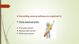 Tracts of spinal cord | PPTX