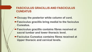 Tracts of spinal cord | PPTX | Death, Injury, or Military Conflict ...