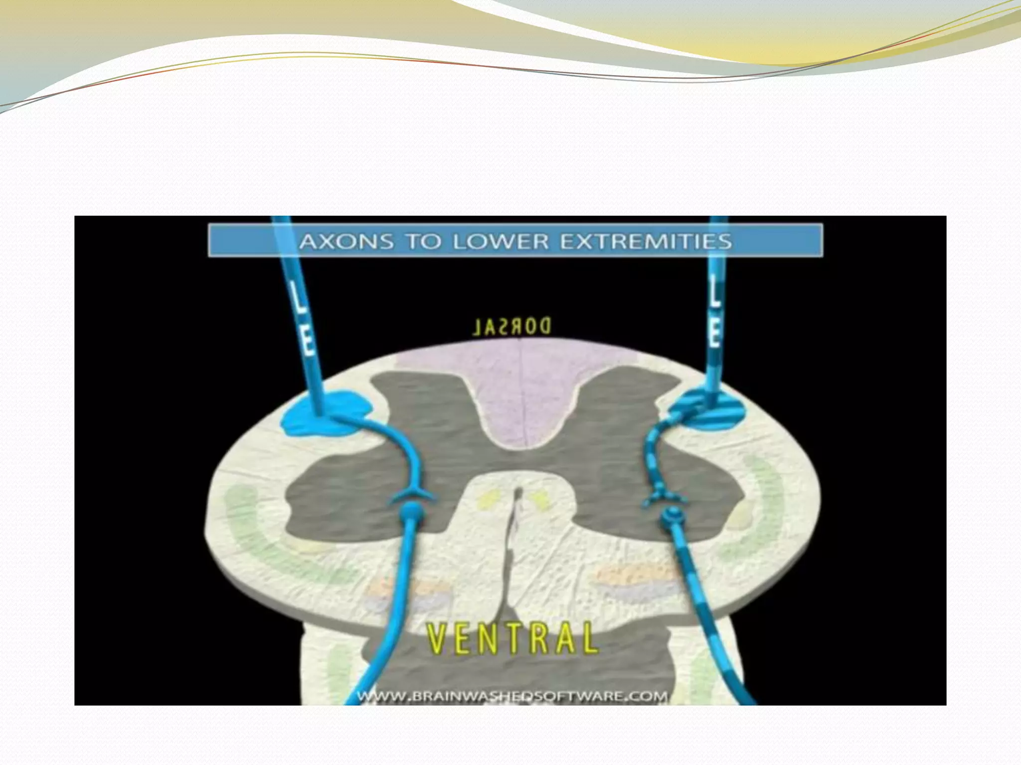 Tracts of spinal cord (1) | PPTX
