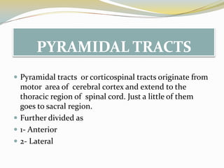 Tracts of spinal cord (1) | PPTX