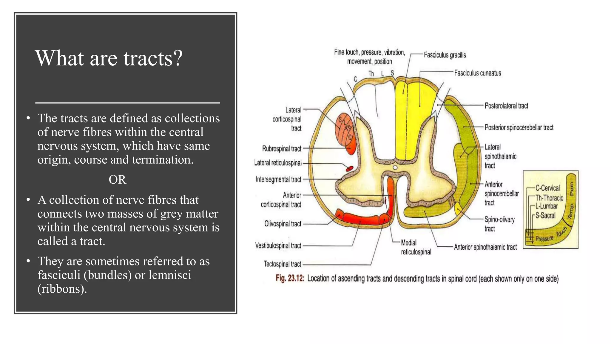 Tracts of the Brain and Spinal Cord.pptx | Free Download