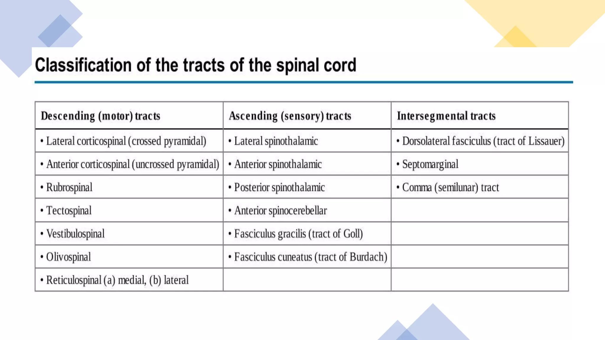 Tracts of the Brain and Spinal Cord.pptx | Free Download