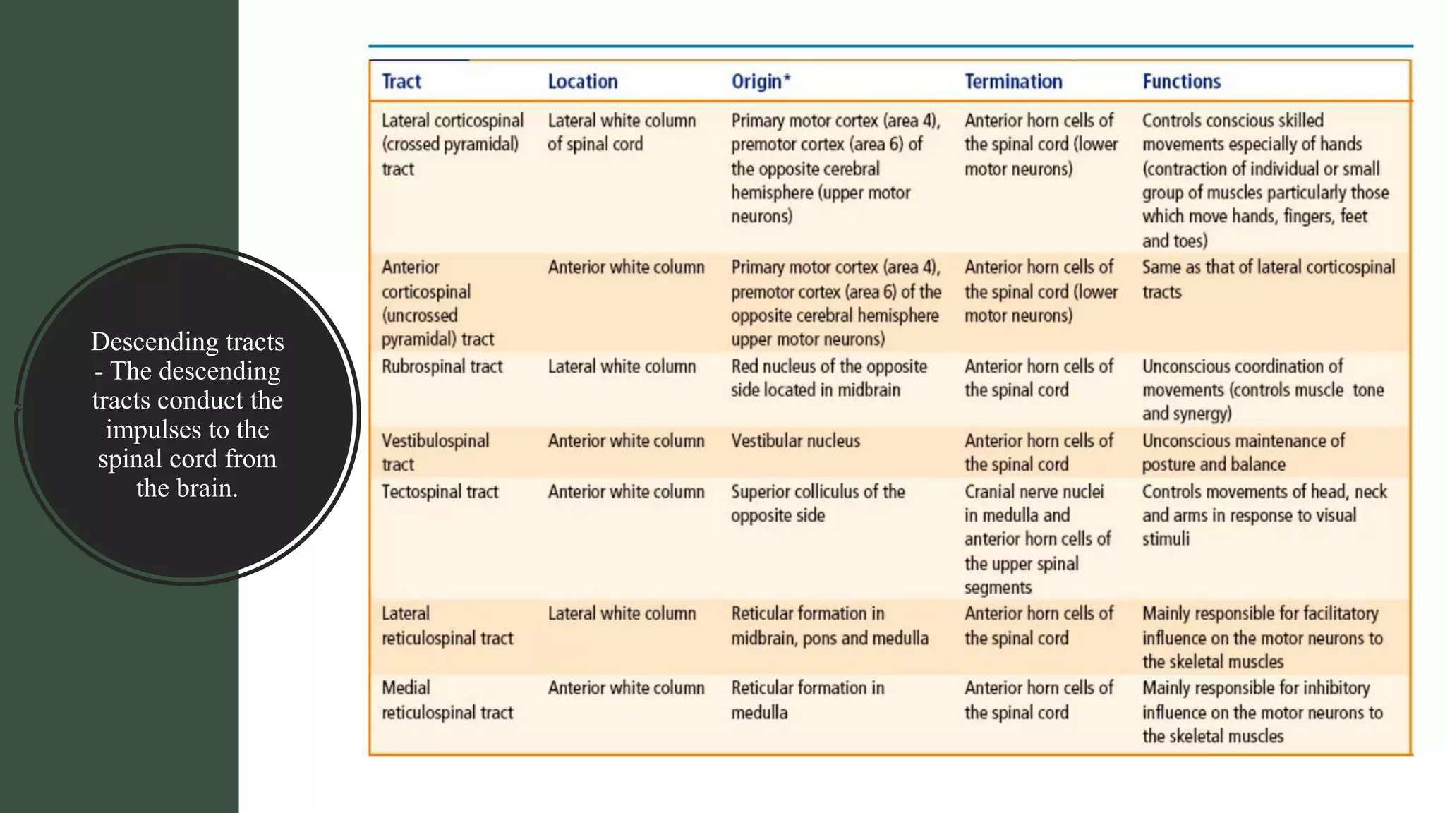 Tracts of the Brain and Spinal Cord.pptx | Free Download