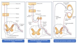 Tracts of the Brain and Spinal Cord.pptx