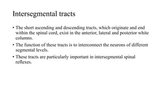 Tracts of the Brain and Spinal Cord.pptx | Free Download