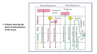 Tracts of the Brain and Spinal Cord.pptx | Free Download