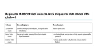 Tracts of the Brain and Spinal Cord.pptx | Free Download