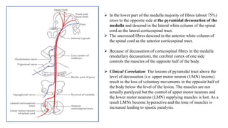 Tracts of the Brain and Spinal Cord.pptx | Free Download