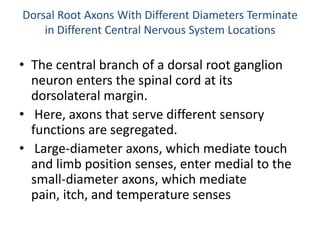 Tracts of the spinalcord | PPTX