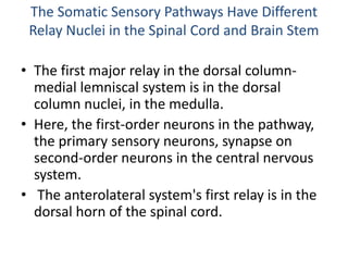 Tracts of the spinalcord | PPTX