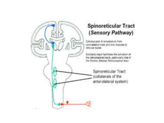 Spinoreticular Tract Pathway