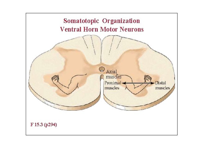 Tracts of the spinalcord