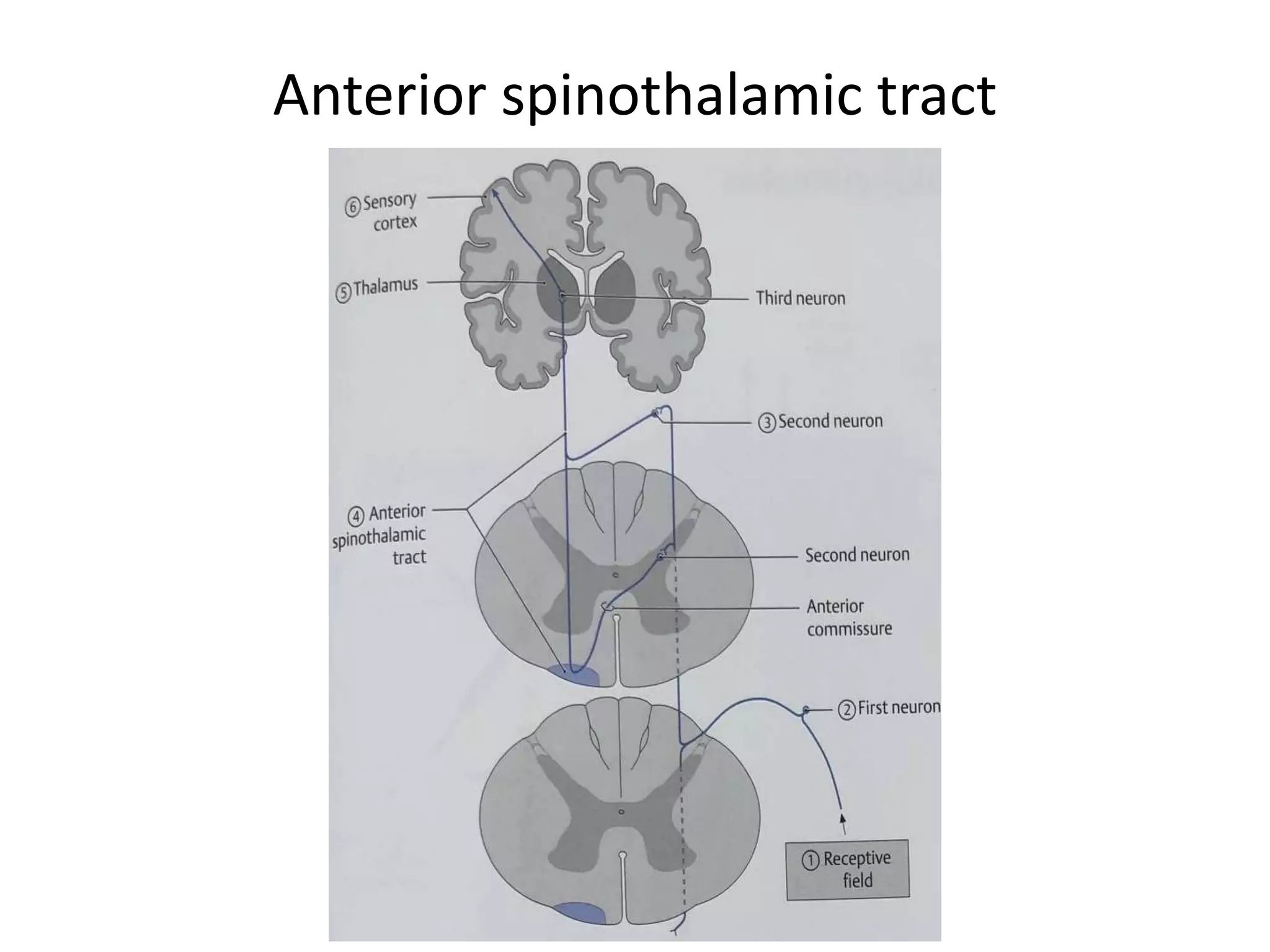Tracts of the spinal cord | PPTX