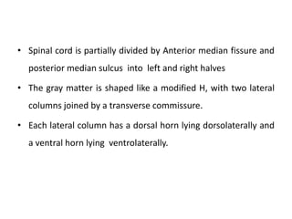 Tracts of the spinal cord | PPTX