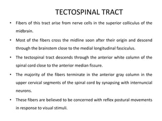 Tracts of the spinal cord | PPTX