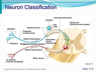 TRACTS OF THE SPINAL CORD.pptx
