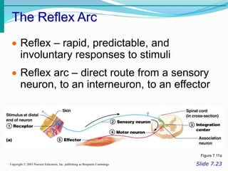TRACTS OF THE SPINAL CORD.pptx