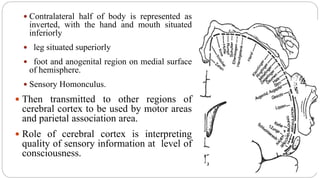 Tracts spinal cord dr bikal | PPT