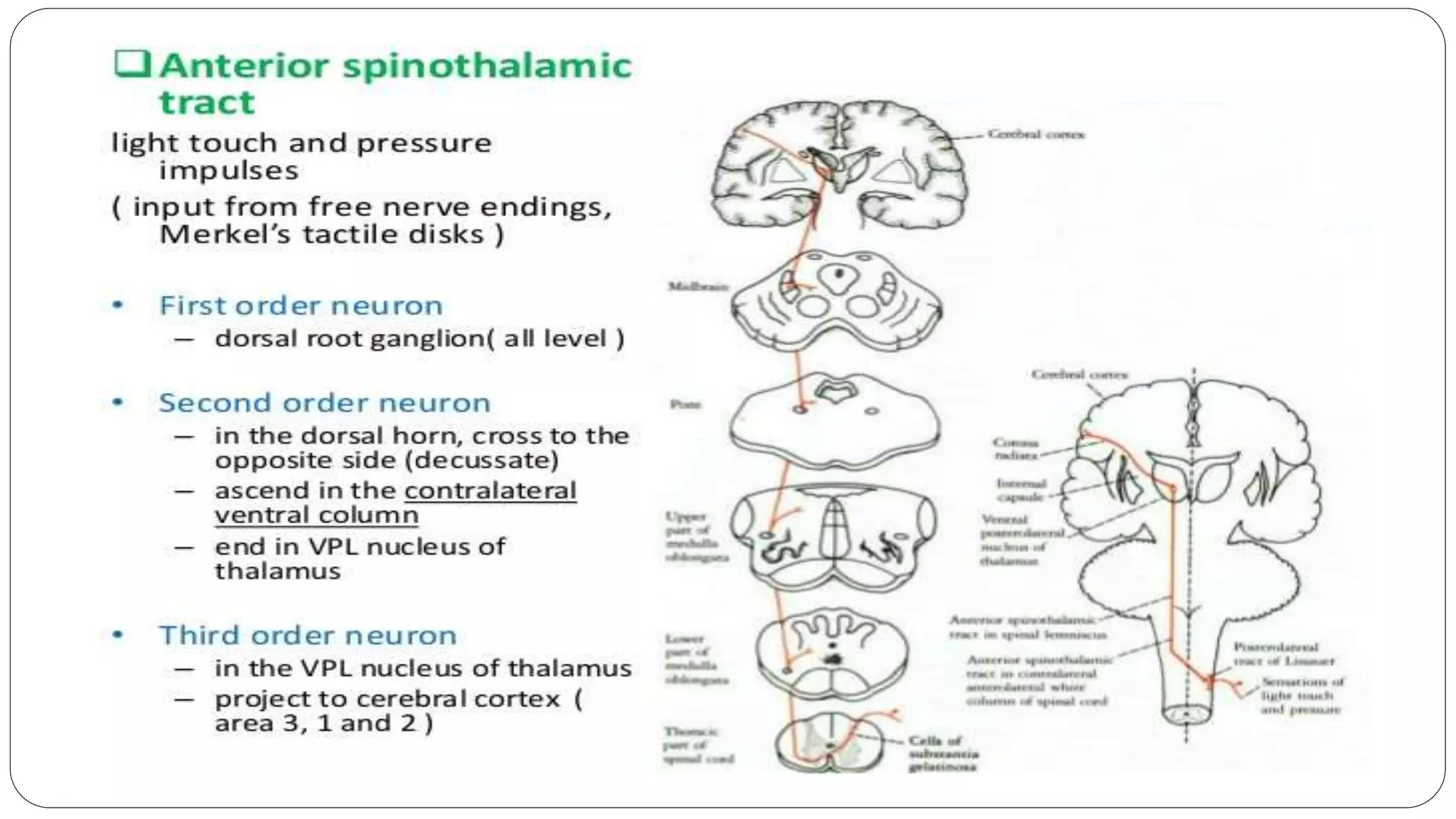 Tracts spinal cord dr bikal | PPT