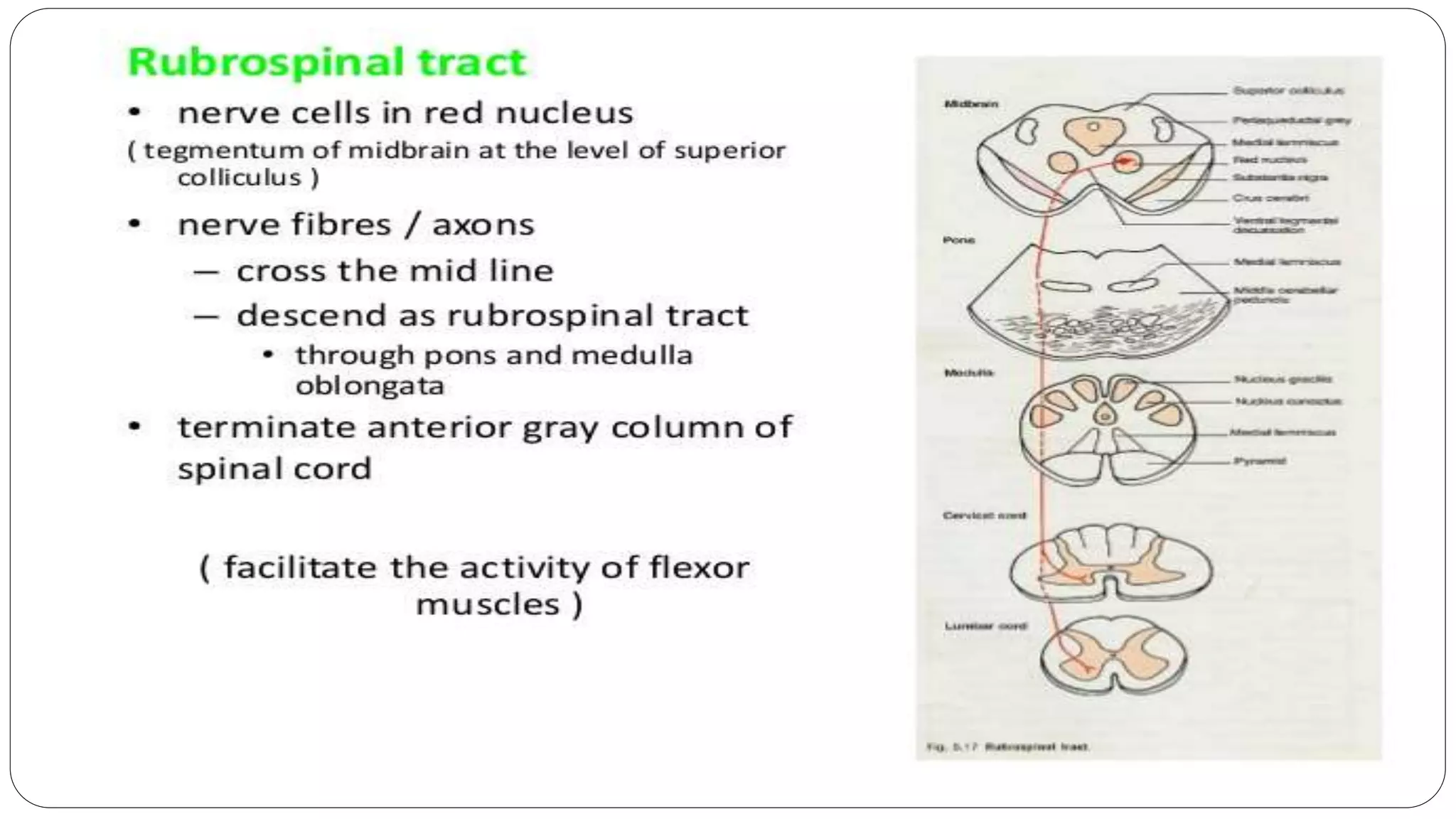 Tracts spinal cord dr bikal | PPT
