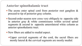 Tracts spinal cord dr bikal | PPTX