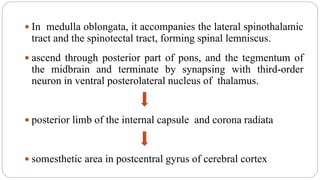 Tracts spinal cord dr bikal | PPT