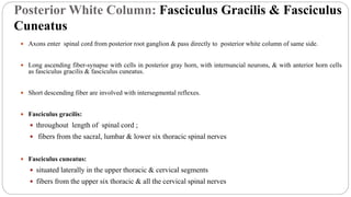 Tracts spinal cord dr bikal | PPT