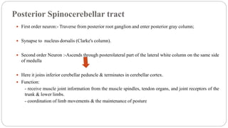 Tracts spinal cord dr bikal | PPTX