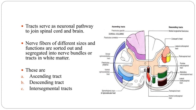 Tracts spinal cord dr bikal | PPT