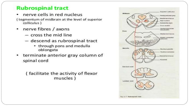 Tracts spinal cord dr bikal | PPT