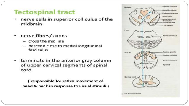 Tracts spinal cord dr bikal | PPT