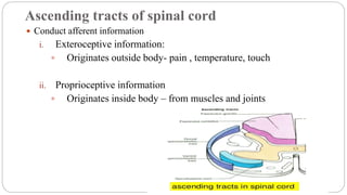 Tracts spinal cord dr bikal | PPTX