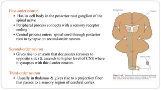 Tracts spinal cord dr bikal | PPT