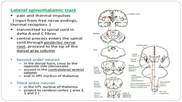 Tracts spinal cord dr bikal | PPT