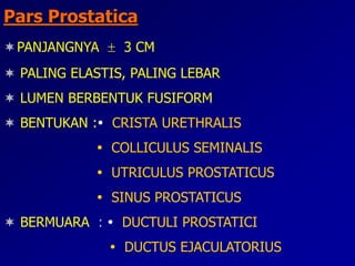 Tractus uropoetica SEMESTER 2 kd 2 anatomy | PPT | Free Download