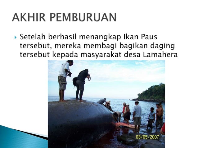 Tradisi menangkap ikan Paus di Lamahera | PPTX